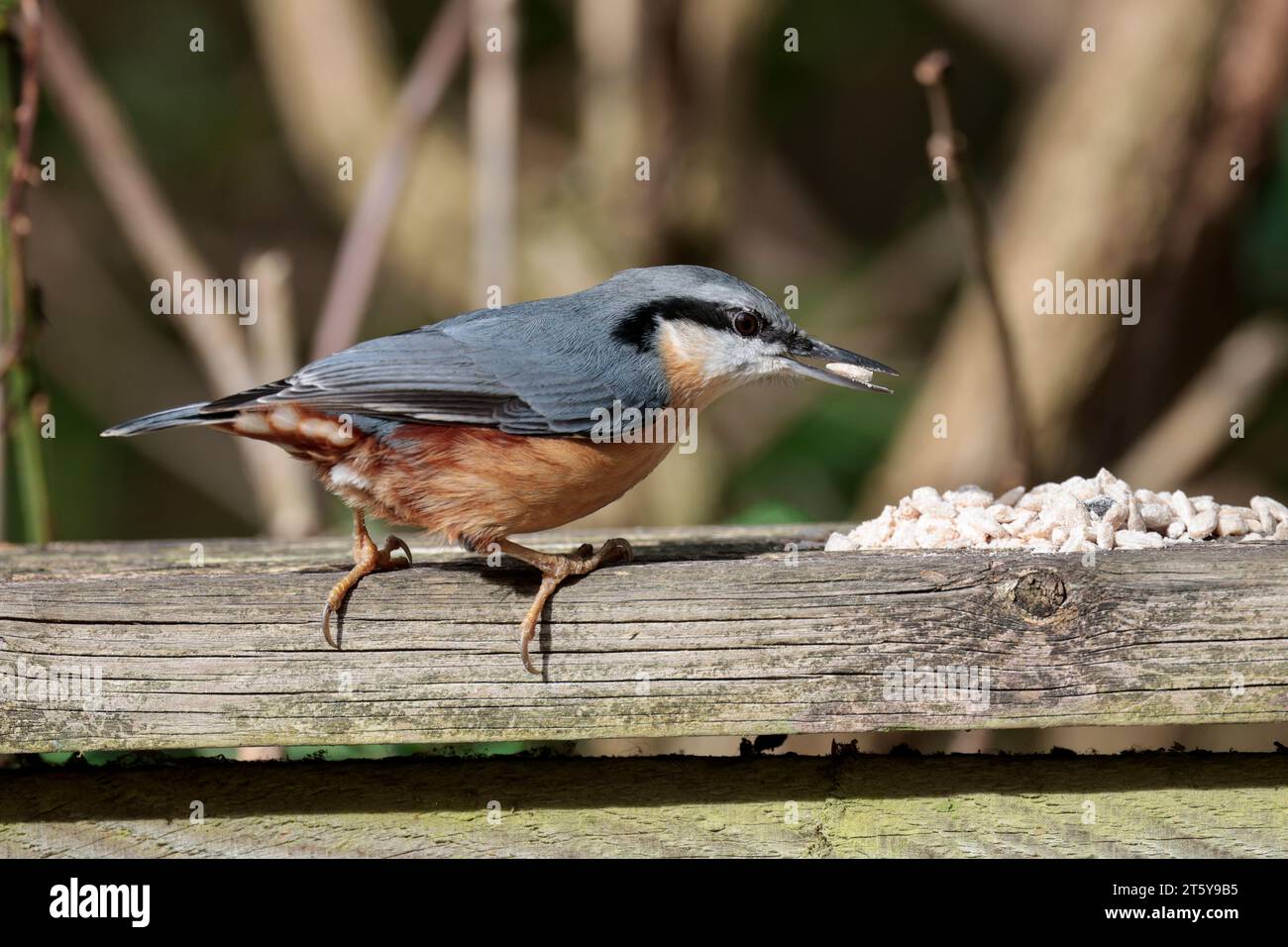 Nuthatch Sitta europaen, winter plumage blue grey upperparts black eye ...