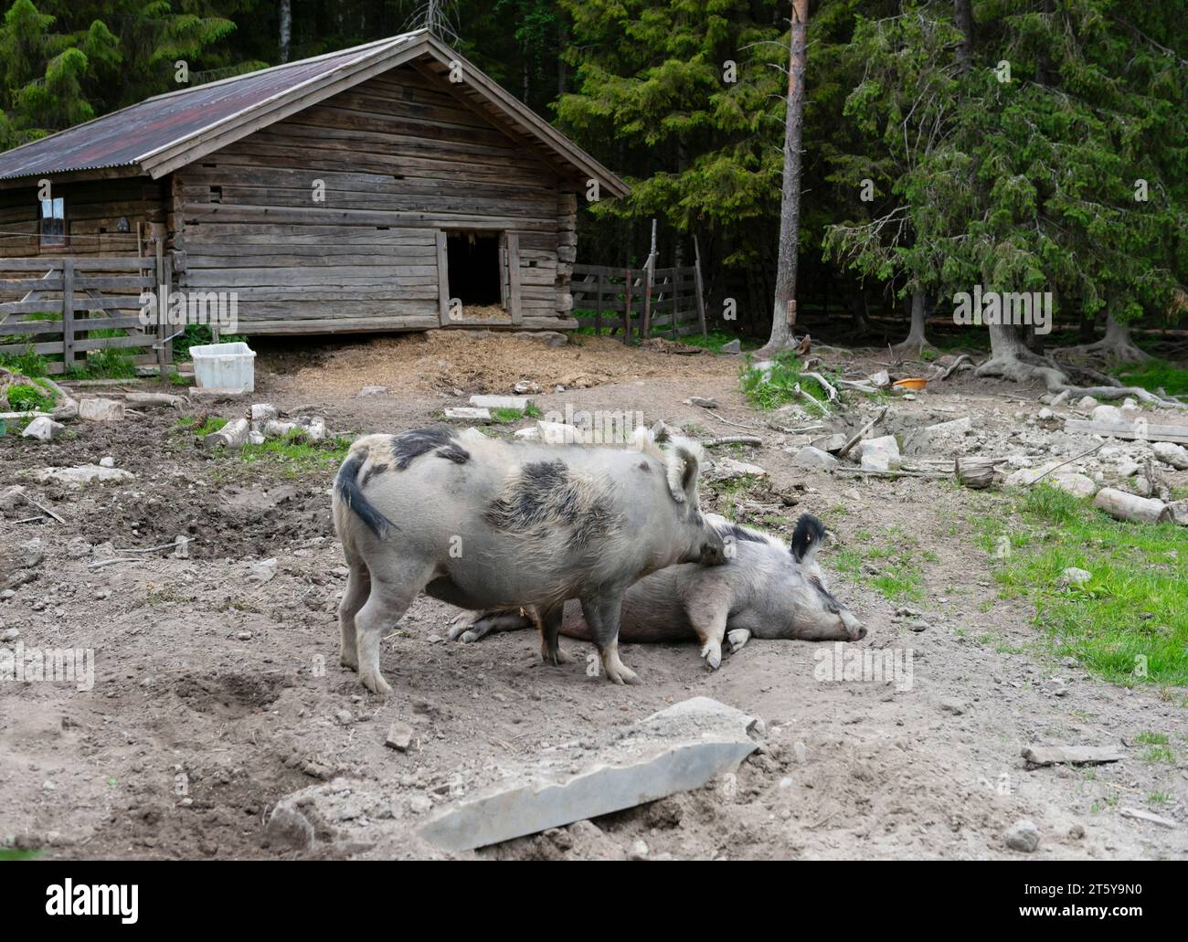 Pigs farming hi-res stock photography and images - Alamy
