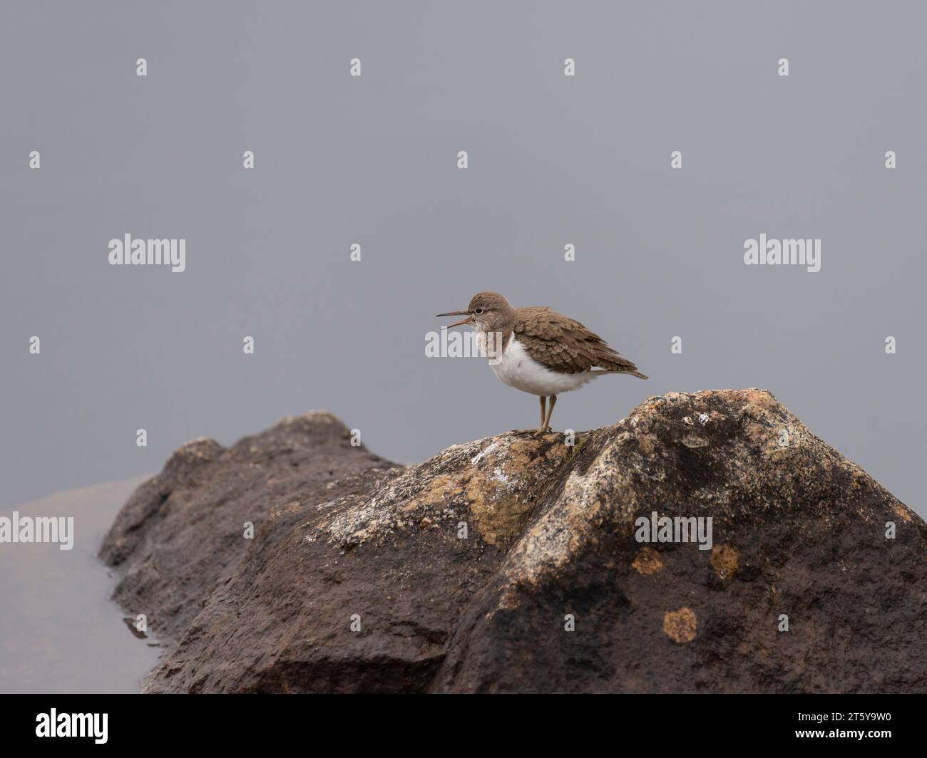 Common Sandpiper. Actitis hypoleucos Stock Photo - Alamy