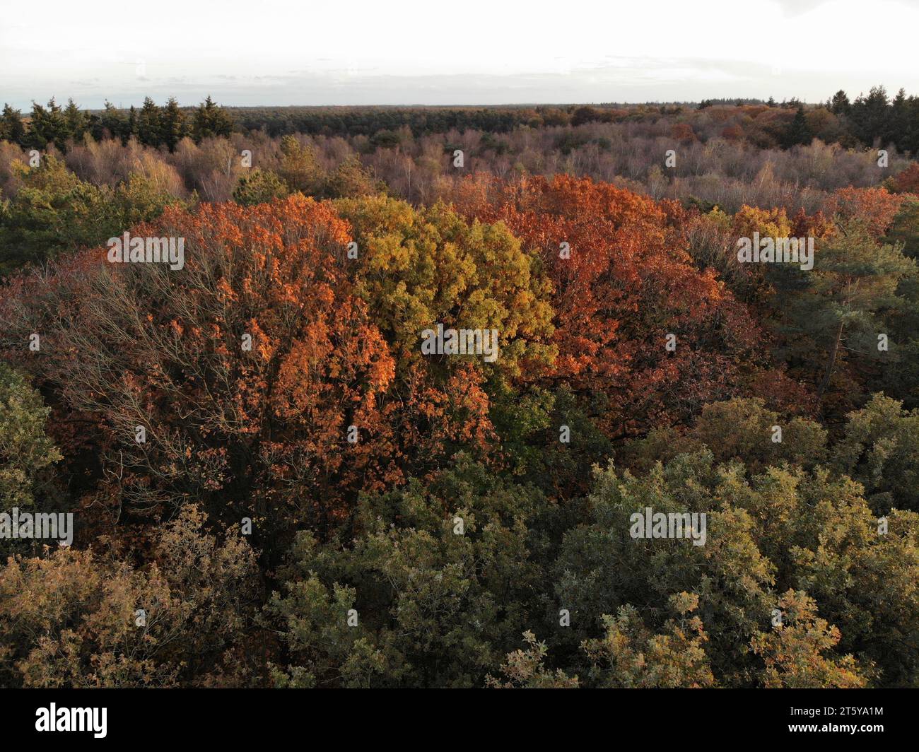 Aerial treetop hi-res stock photography and images - Alamy