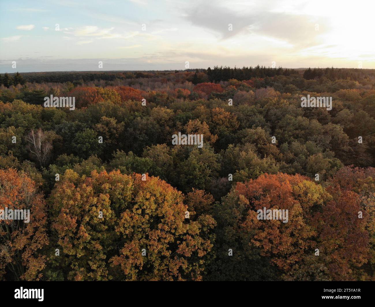 colorful autumn forest tree tops Stock Photo - Alamy