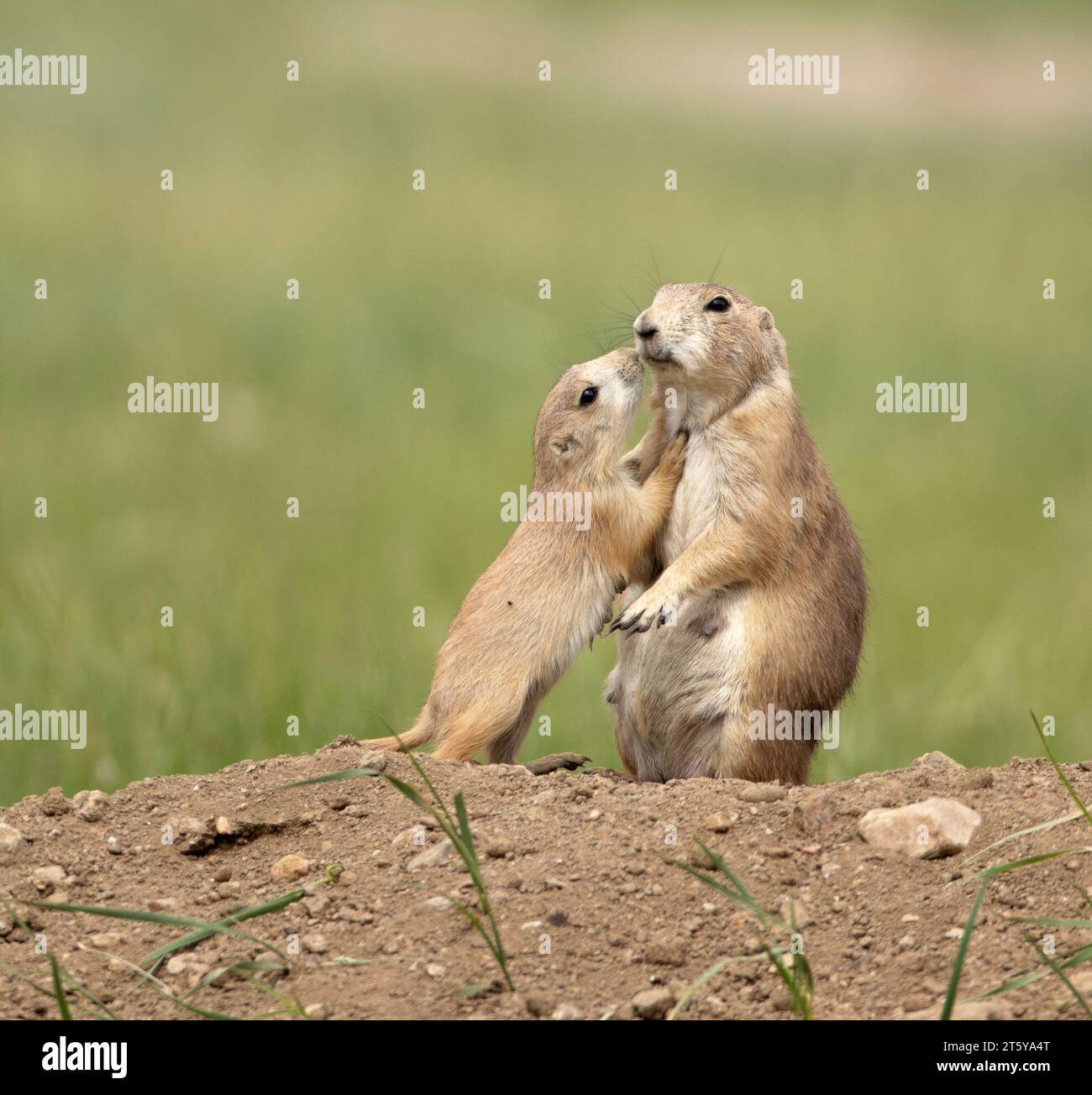 Pair of black tailed prairie dogs, adult and child Stock Photo - Alamy