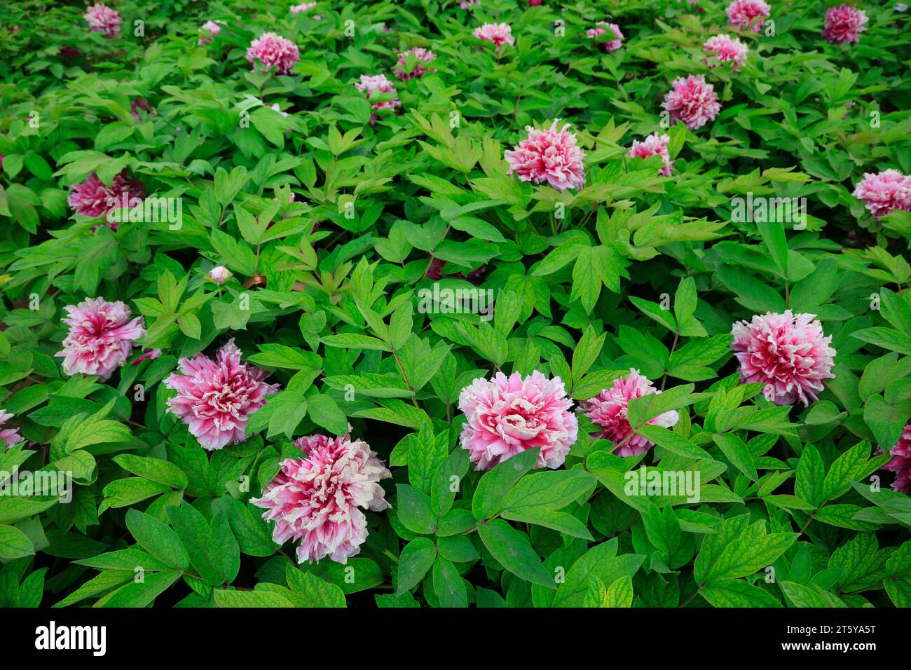 peony flowers in the park Stock Photo - Alamy