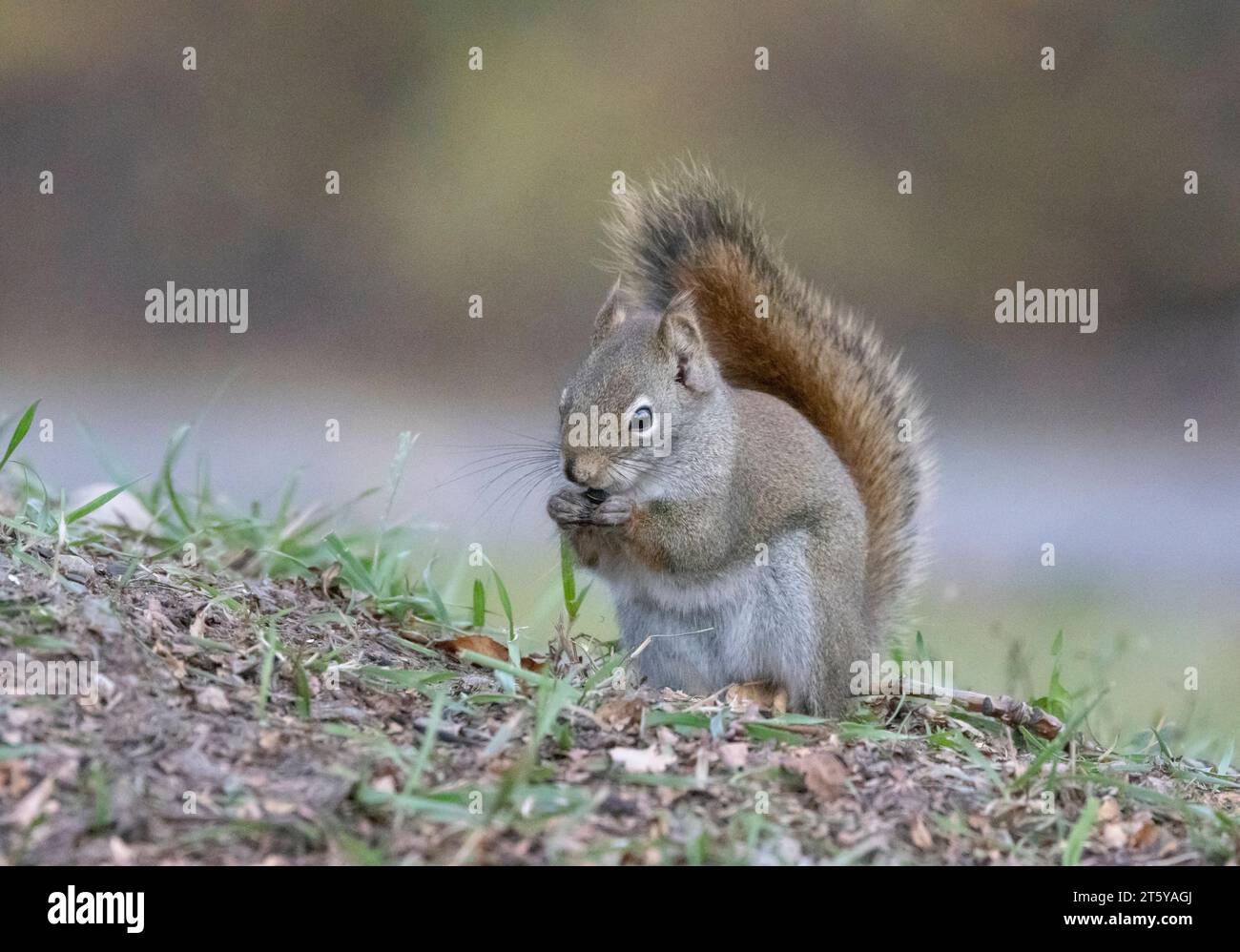 American red squirrel on grass Stock Photo - Alamy
