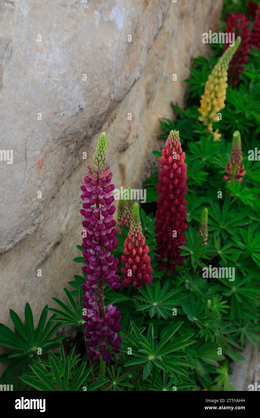 lupin flowers, closeup of photo Stock Photo - Alamy