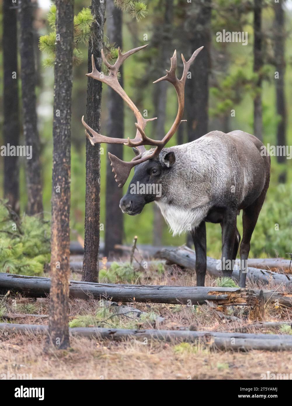 Bull endangered woodland caribou Stock Photo - Alamy