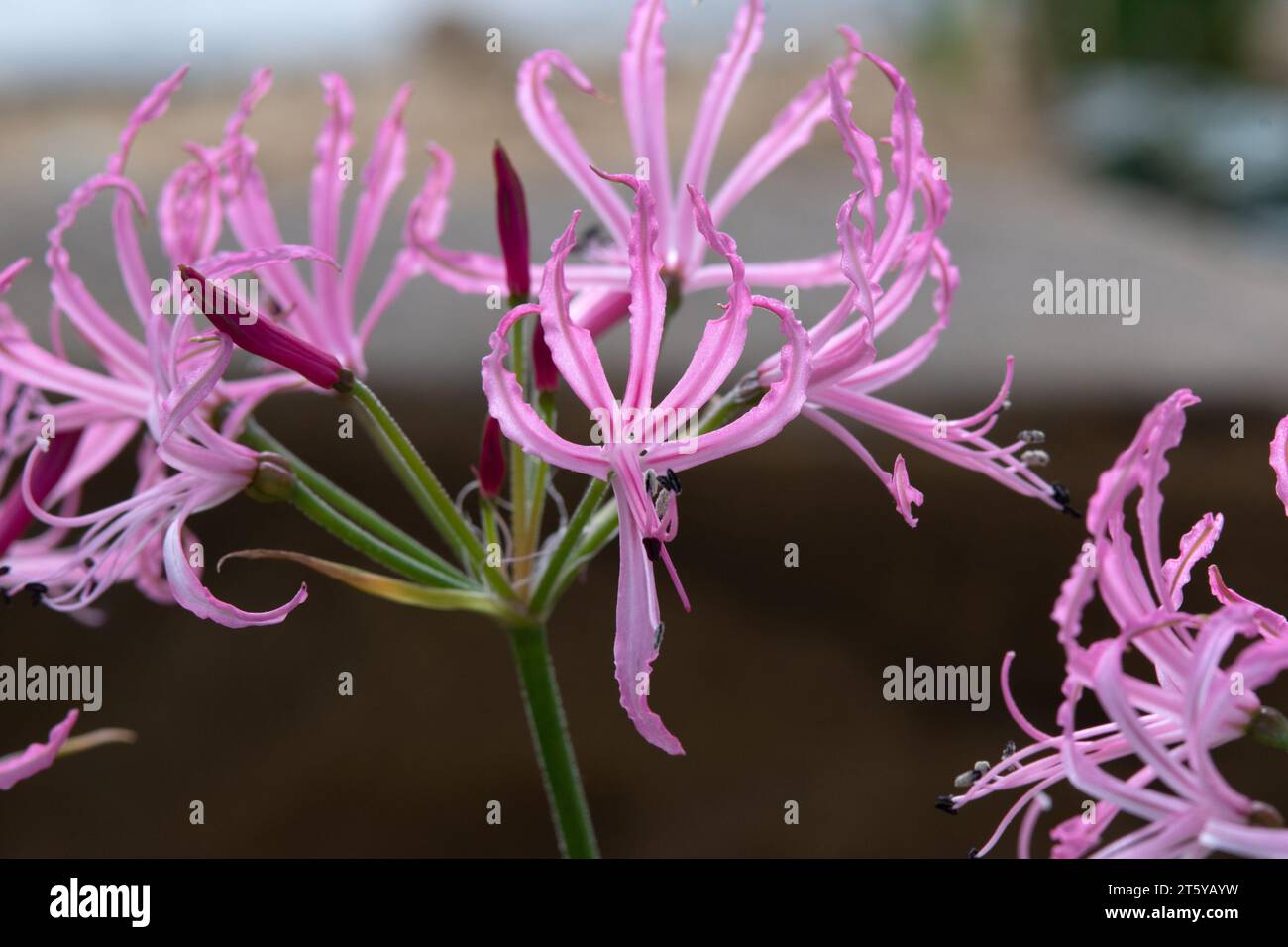 Pink nerine flowers hi-res stock photography and images - Alamy