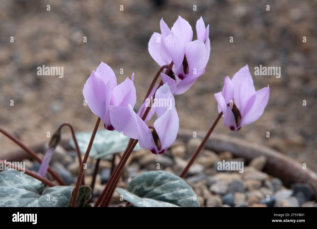 Cyclamen cilicium plant hi-res stock photography and images - Alamy