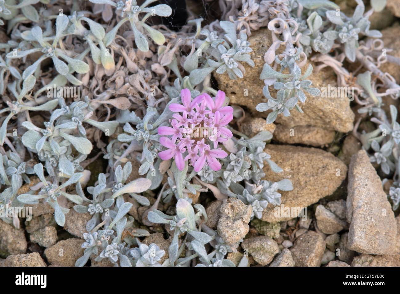 Pterocephalus hi-res stock photography and images - Alamy