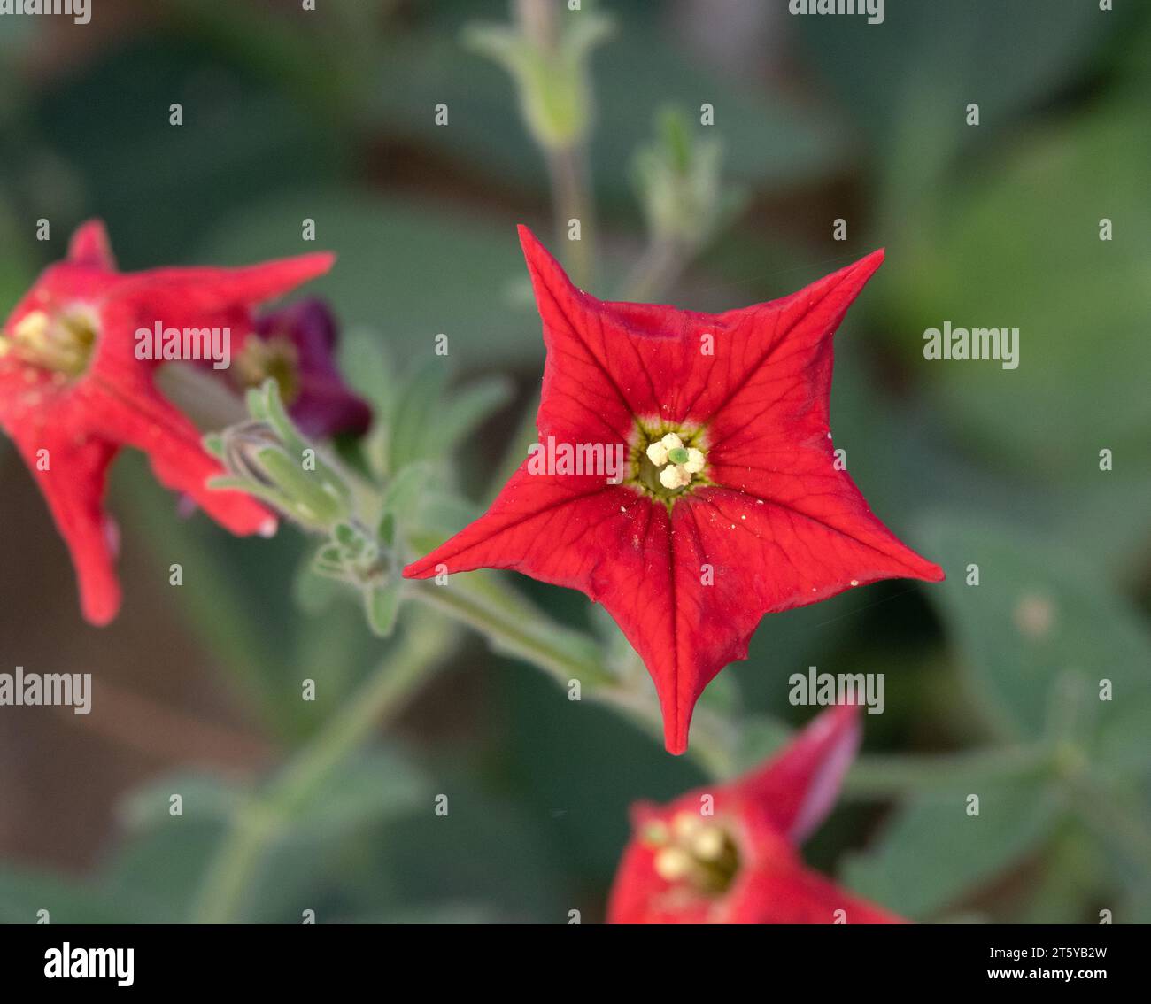 Exserted stamens hi-res stock photography and images - Alamy