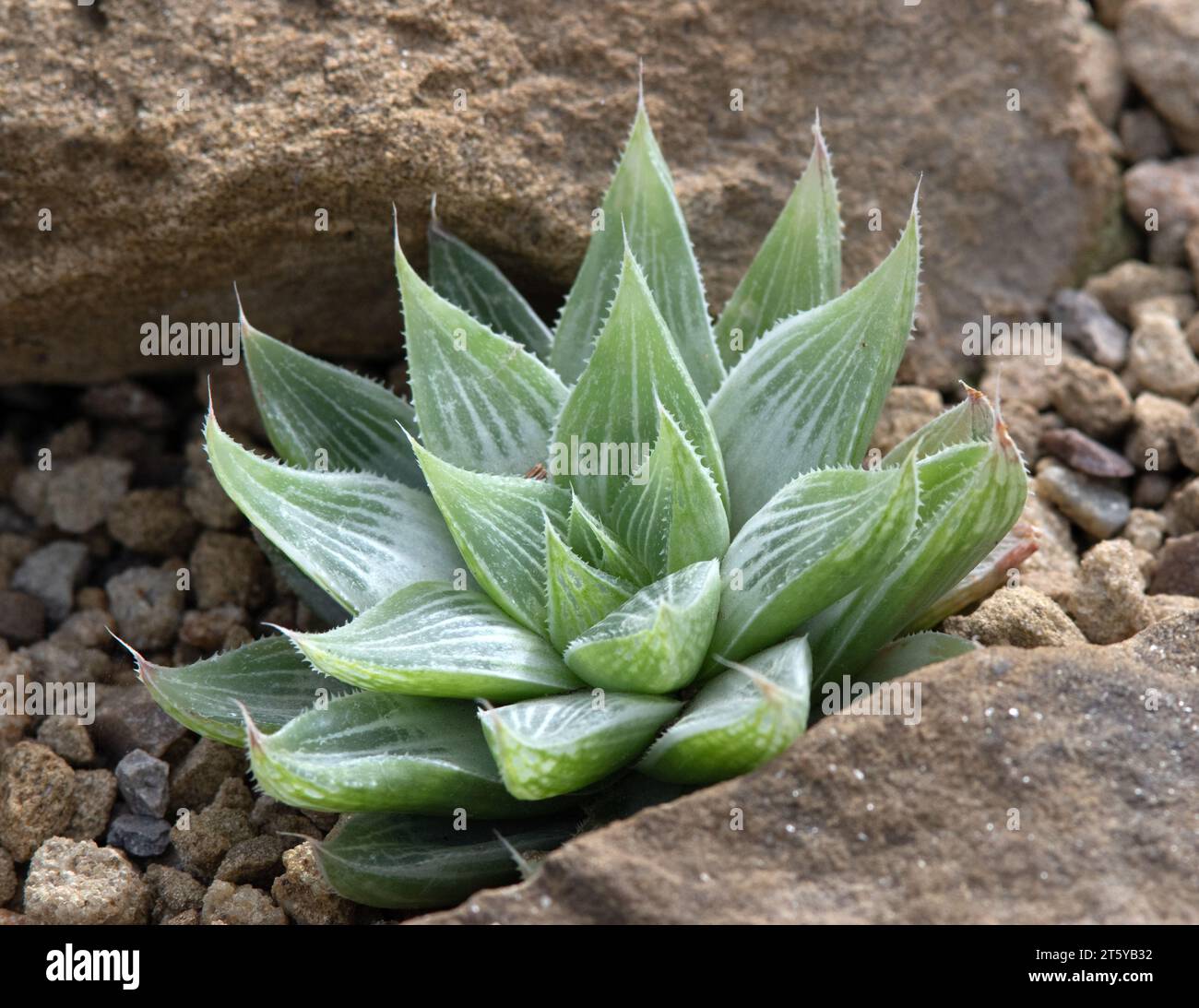 Grey ghost succulent hi-res stock photography and images - Alamy