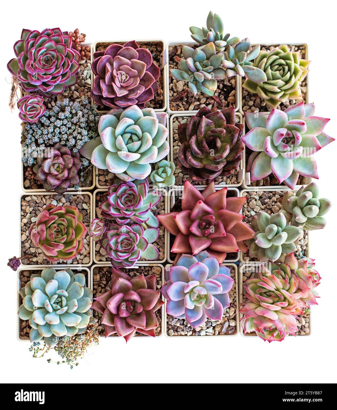 Close up pink sedum Cut Out Stock Images & Pictures - Alamy
