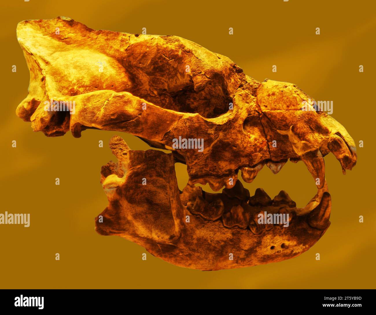 Fossil animals picture hi-res stock photography and images - Alamy