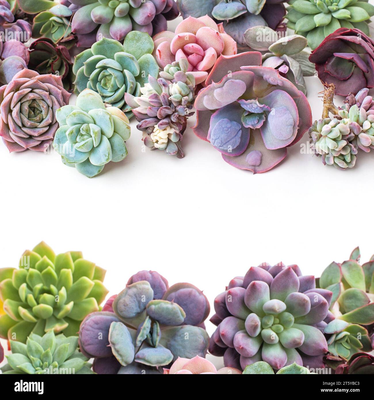 Succulent background. Beautiful natural Echeveria, Pachyphytum, Sedum ...