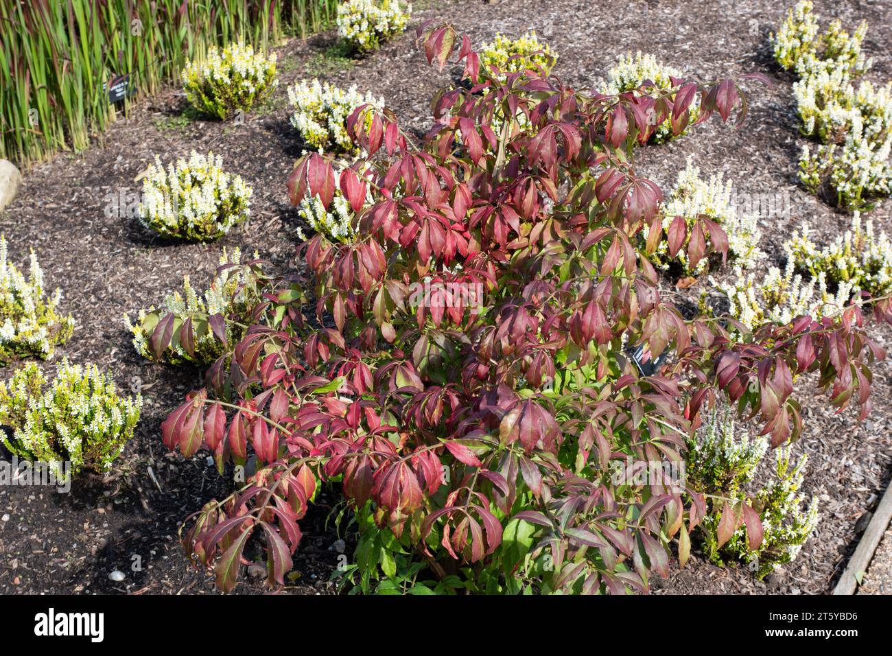 Euonymus alatus Blade Runner Stock Photo - Alamy