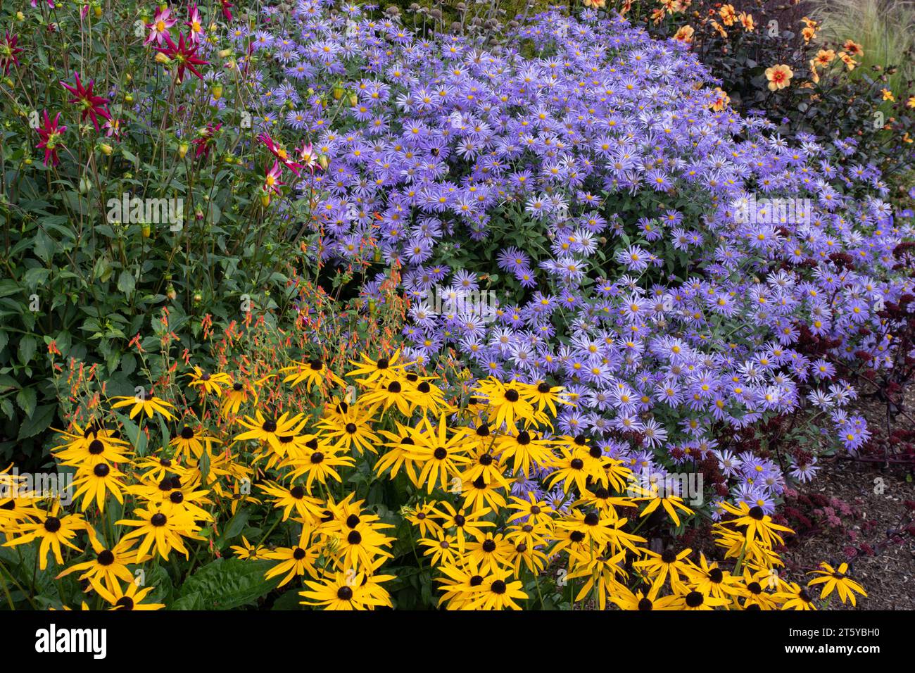 Mixed border planting at RHS Harlow Carr Stock Photo - Alamy