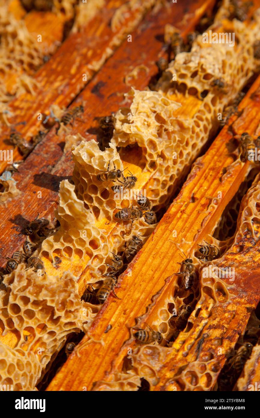 Frames of a beehive. Close up view of the opened hive body showing the ...