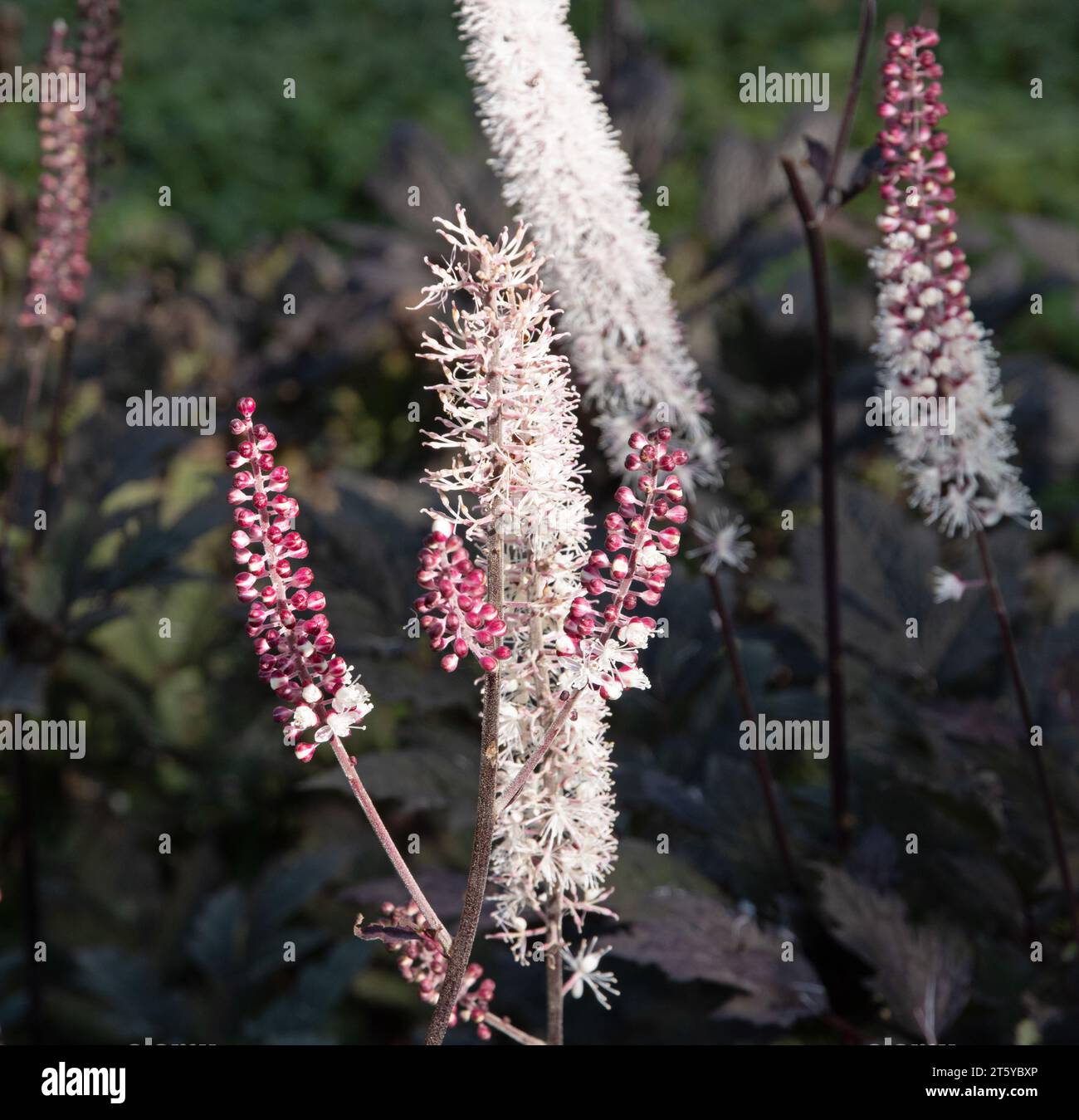 Horticulture group hi-res stock photography and images - Alamy