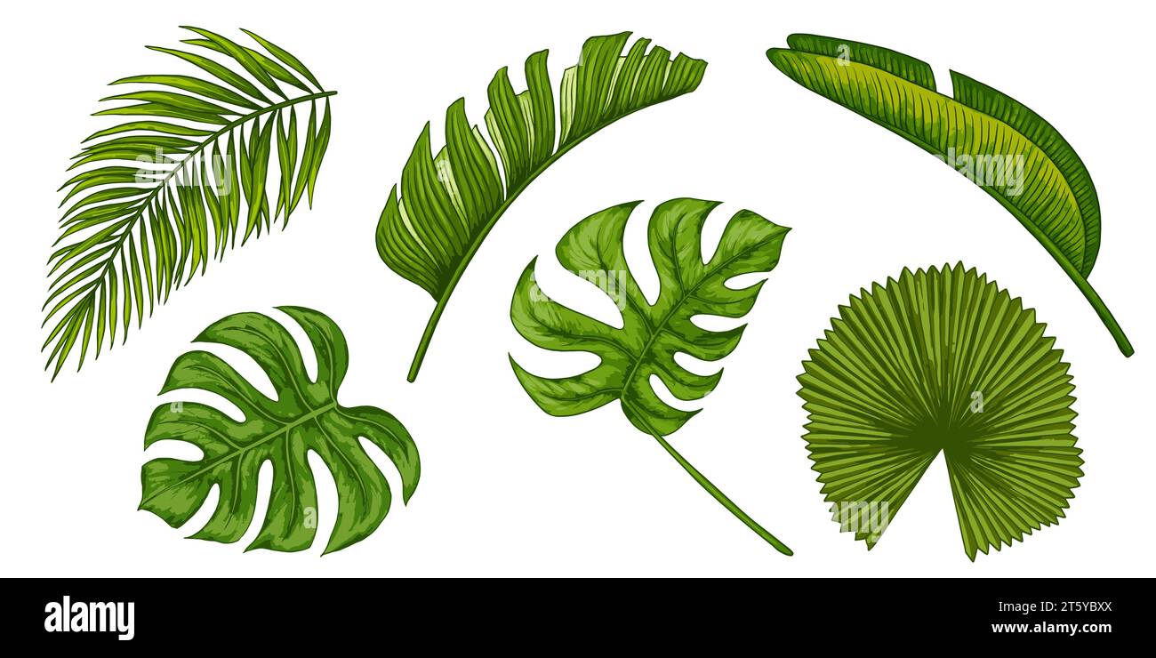 Tropical jungle leaf vector set. Monstera, banana palm leaves ...