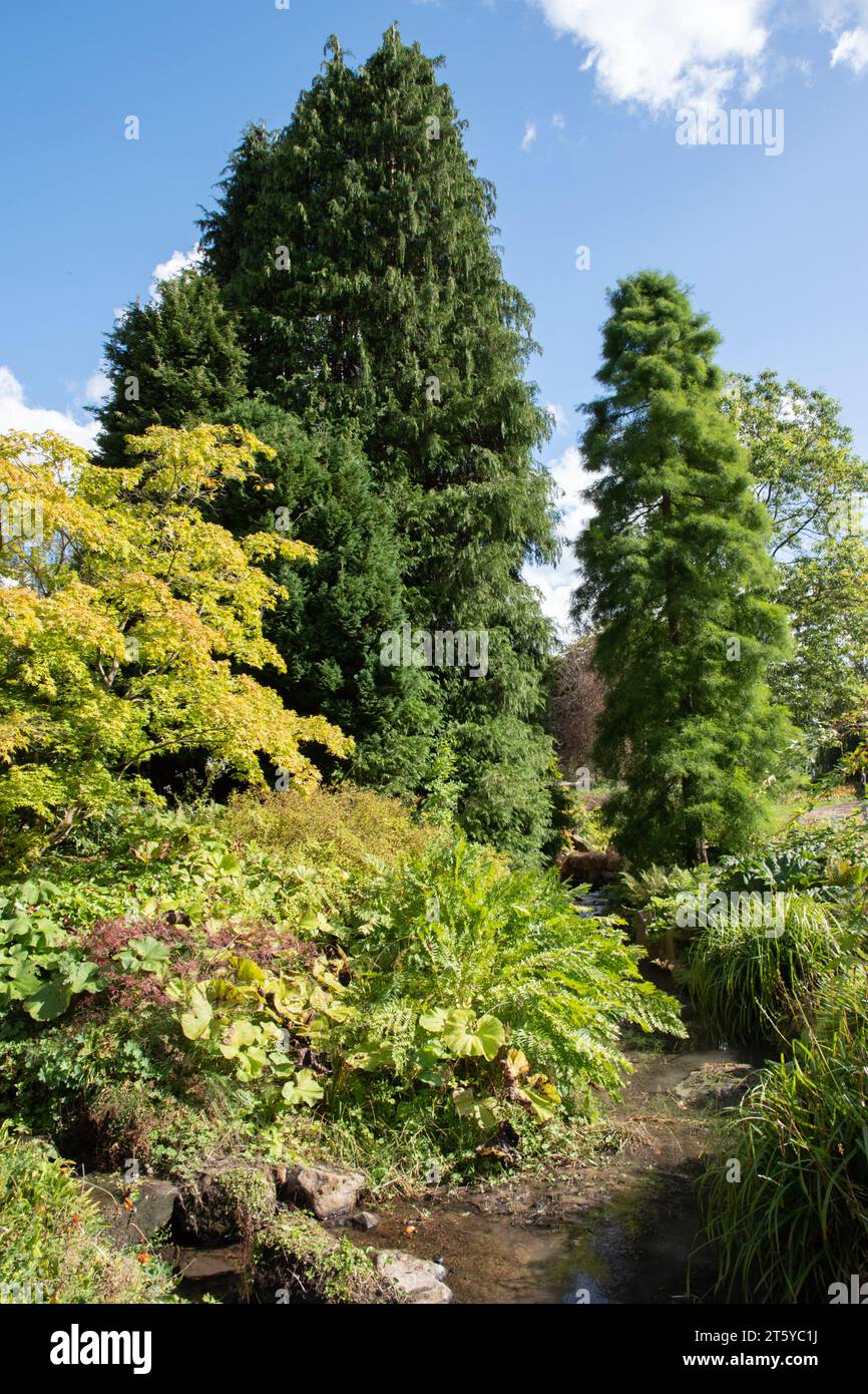 Oramental trees at RHS Harlow Carr Stock Photo - Alamy