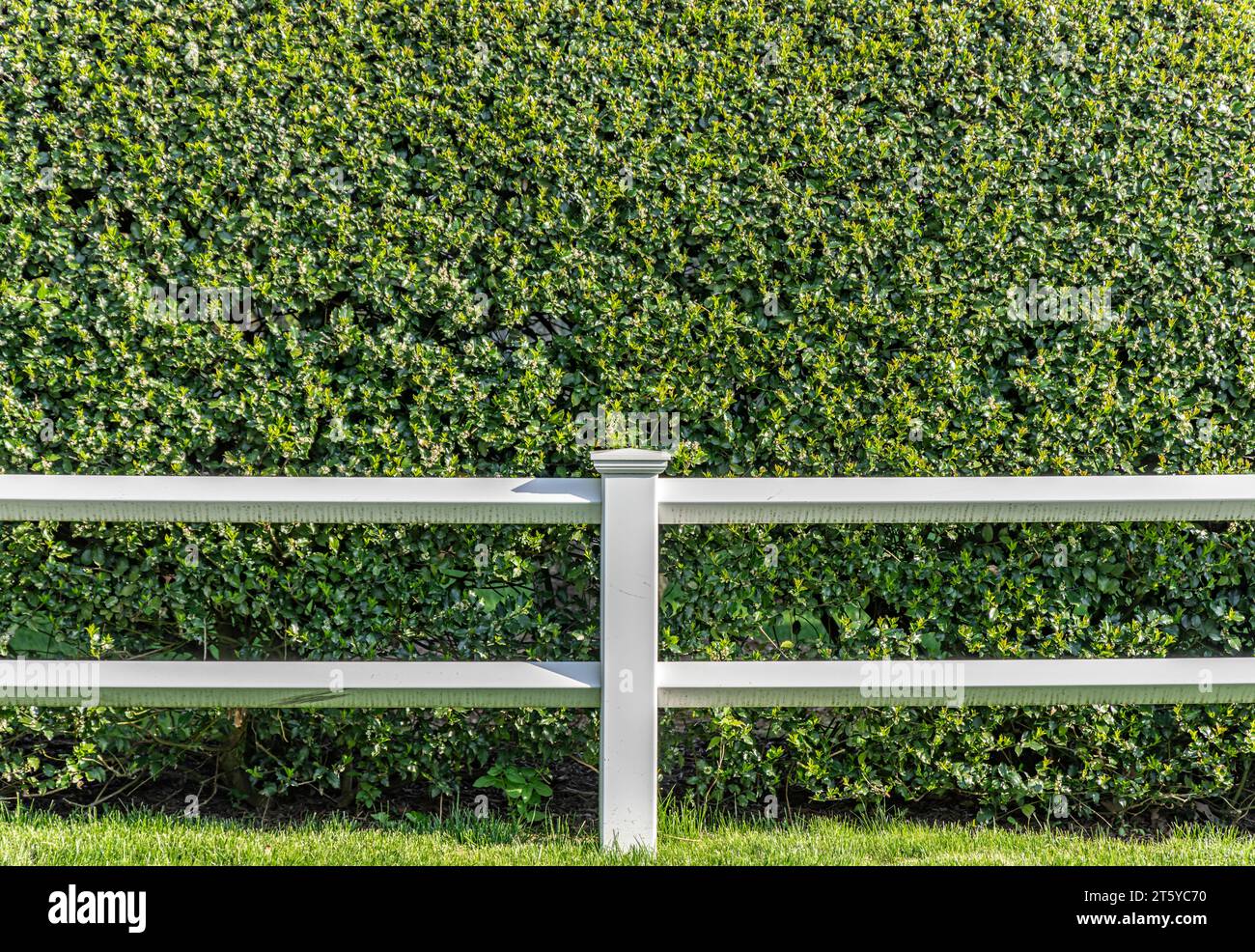 End of a hedge hi-res stock photography and images - Alamy