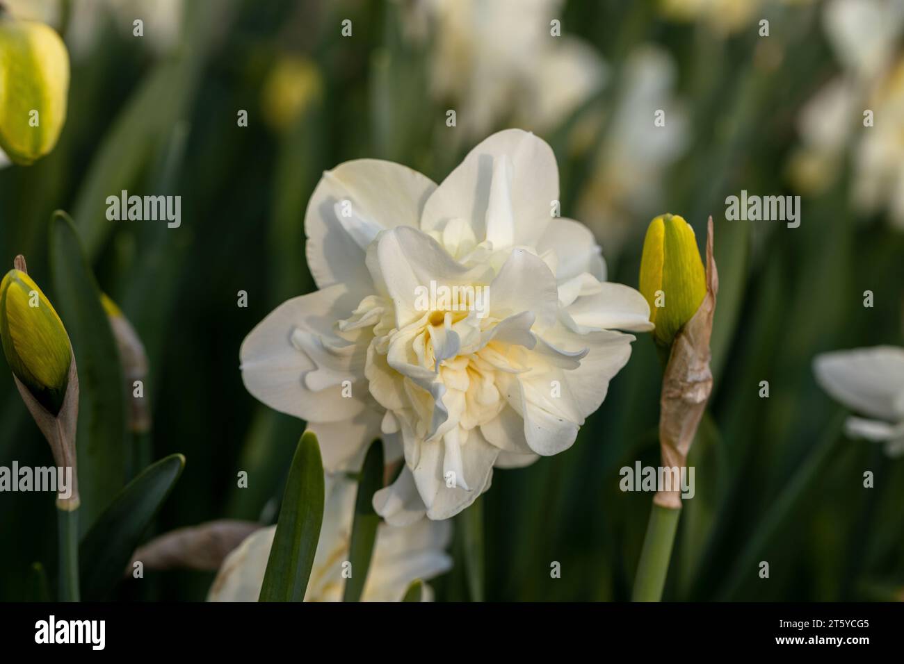 White flower of daffodil Narcissus cultivar Obdam from Double Group ...