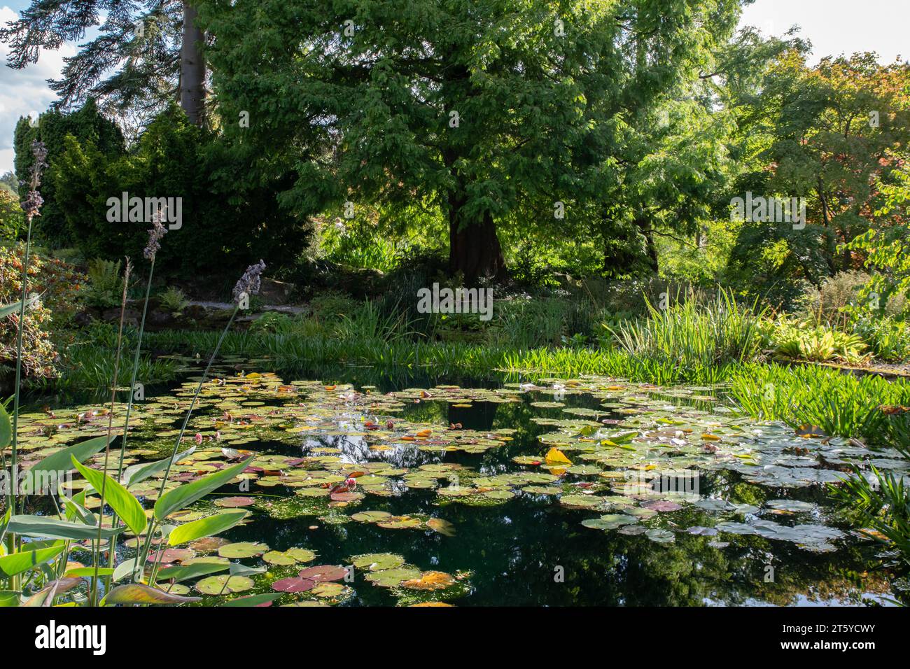 Pond rhs garden hi-res stock photography and images - Alamy