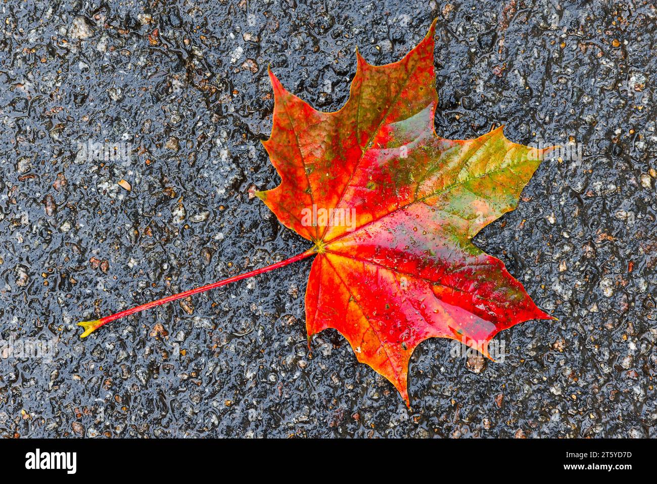 Colorful maple leaf lays on wet asphalt road. Top view, macro photo Stock Photo - Alamy