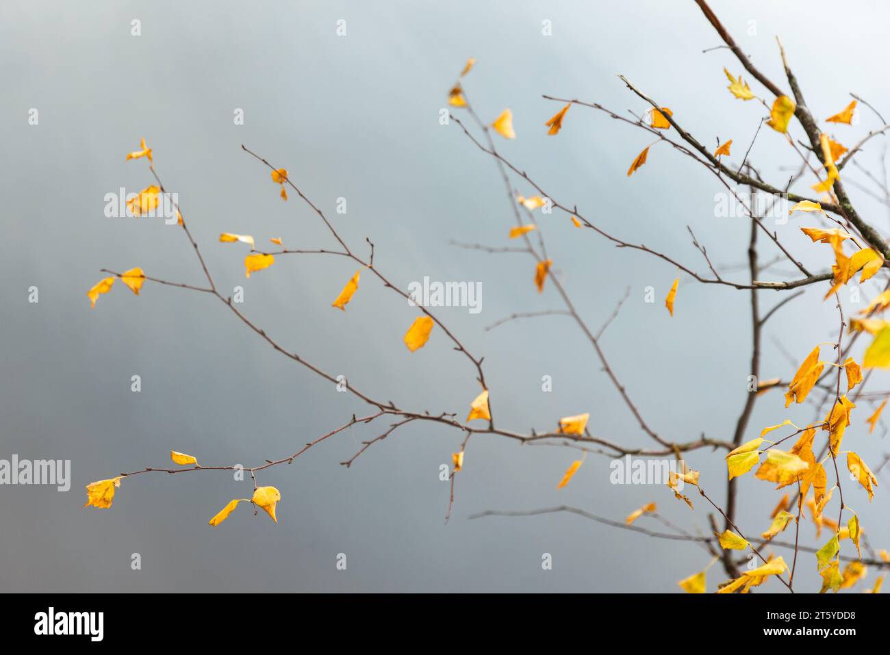 Yellow birch tree leaves are on blurred blue background, natural autumn ...