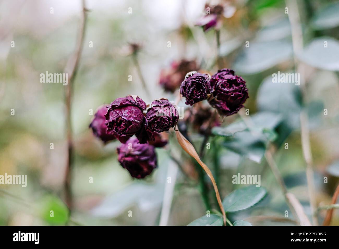 Withers away purple rose buds in the garden. Soft bokeh natural ...