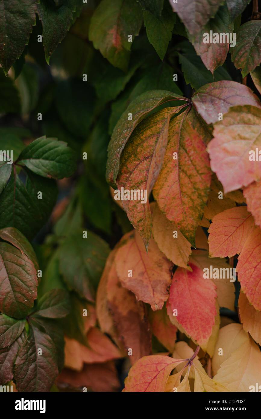 Autumn botanical background, living ivy plant leaves rich orange and ...