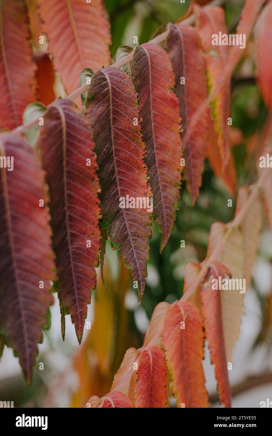 Autumn plants background. Dark red long sharp leaves on a tree branch ...