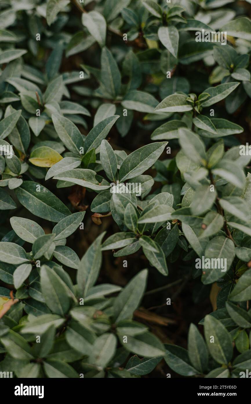 Plant for landscape design, creating decorative hedge, sculptures ...