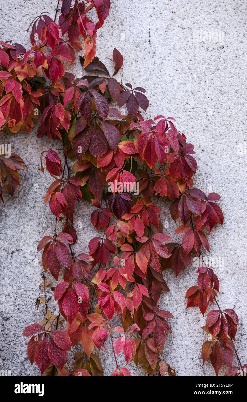 Bright red leaves of living ivy curl on a light-colored stone wall ...
