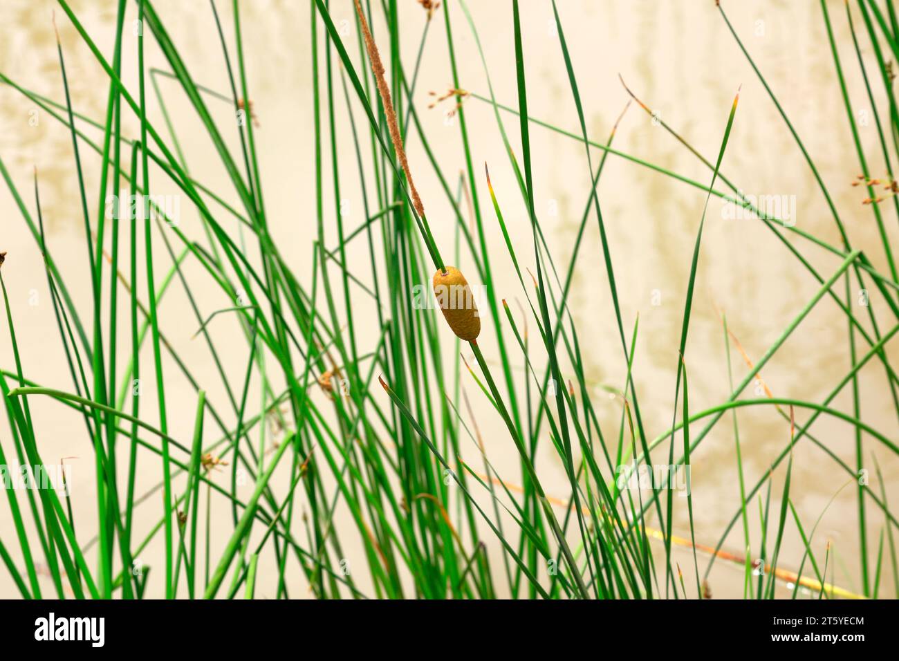 Typha orientalis hi-res stock photography and images - Alamy