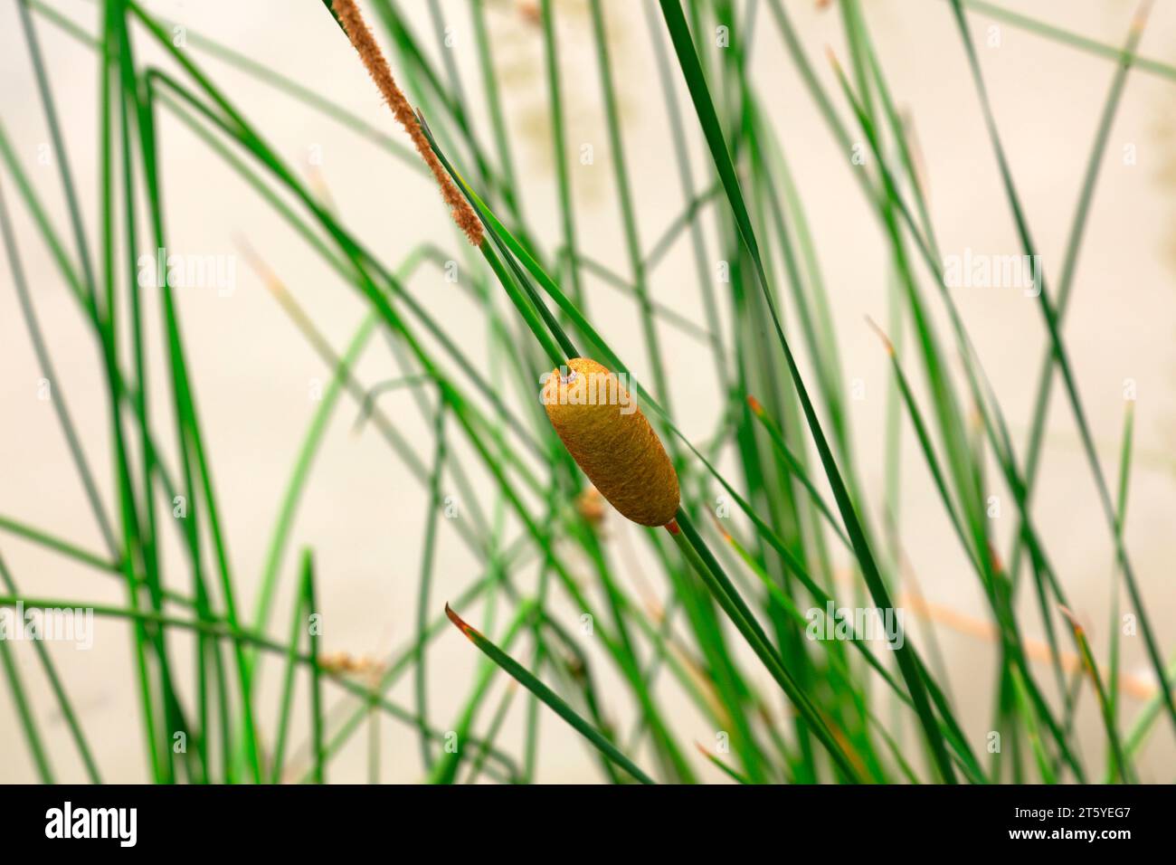 Typha orientalis hi-res stock photography and images - Alamy