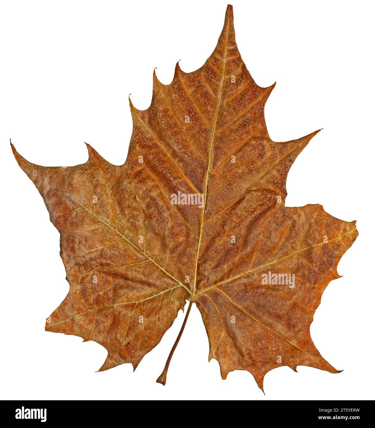 Large brown leaf isolated on white, fall colors, autumn Stock Photo - Alamy