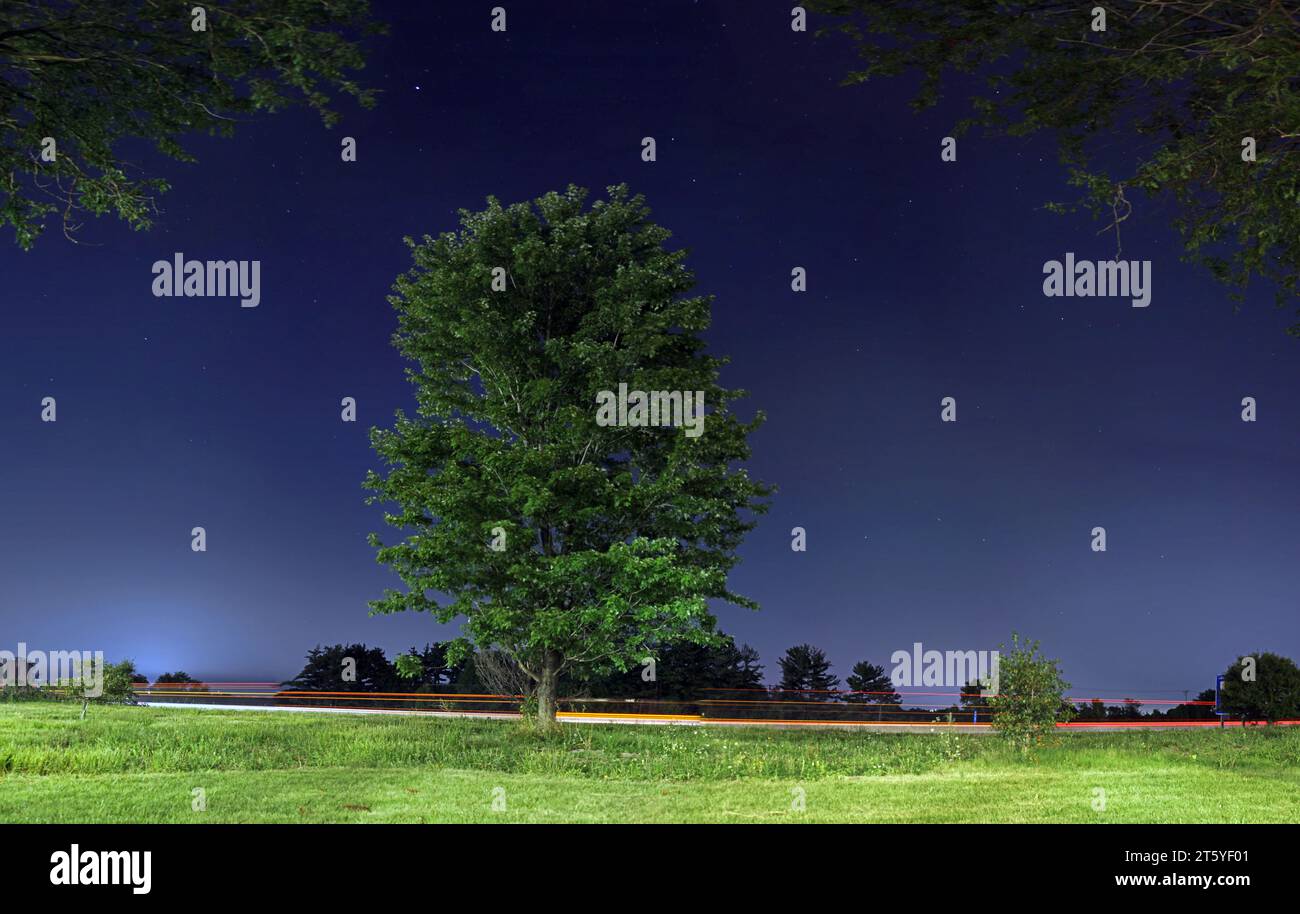 Night view, time exposure, tree lighted by natural stars and the Moon ...