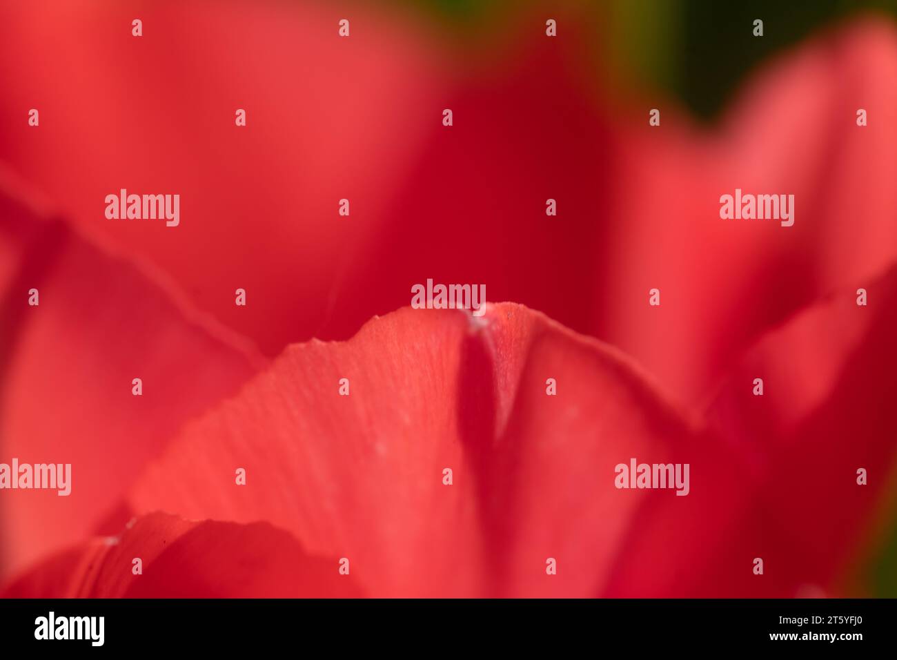 fleur tulipe france charente Stock Photo - Alamy