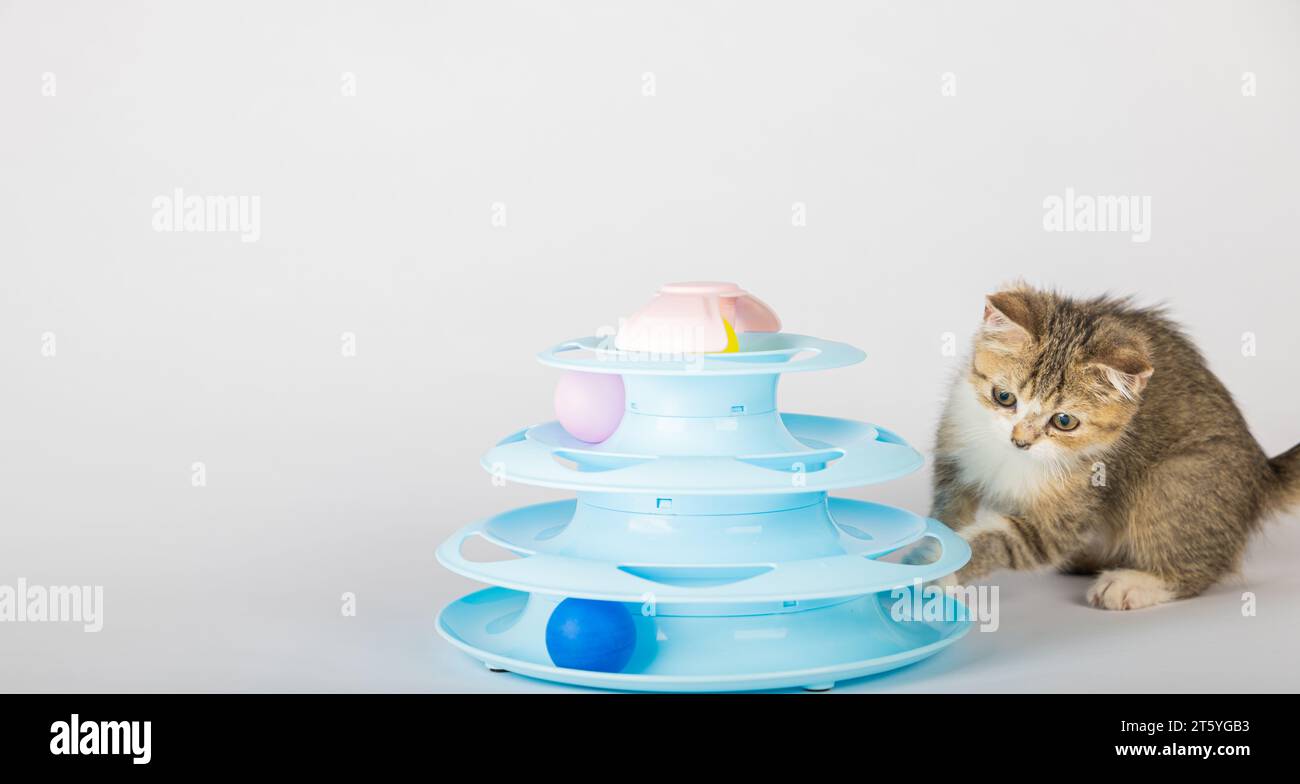 In a home setting, a playful orange kitten is engaged with a blue toy ...