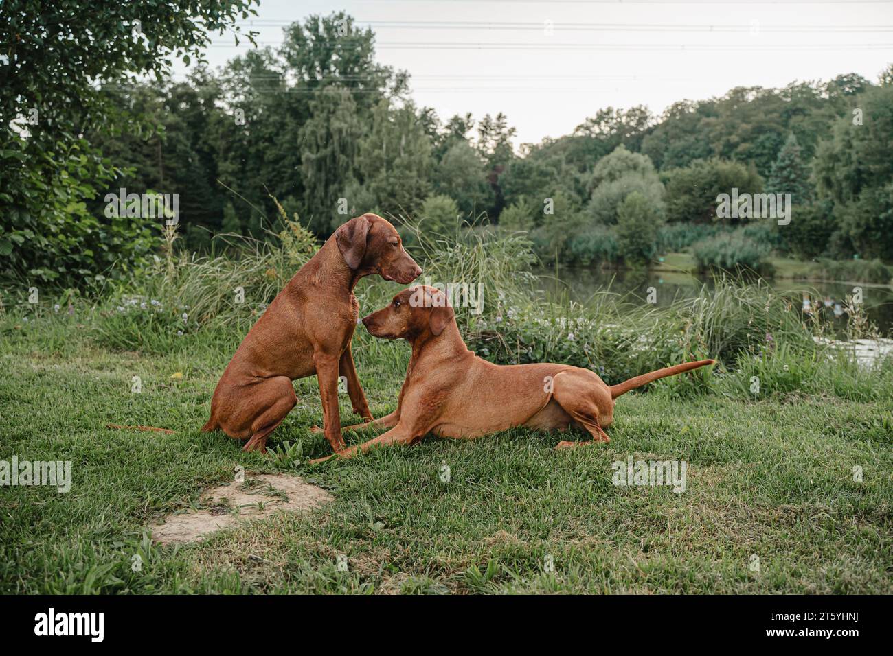 Two magyar vizslas sitting in green grass Stock Photo - Alamy