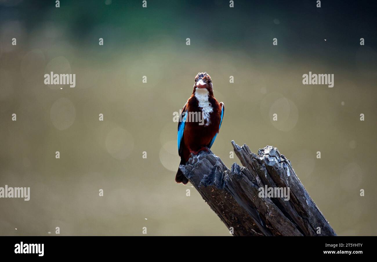 White throated kingfisher perched on a log Stock Photo - Alamy