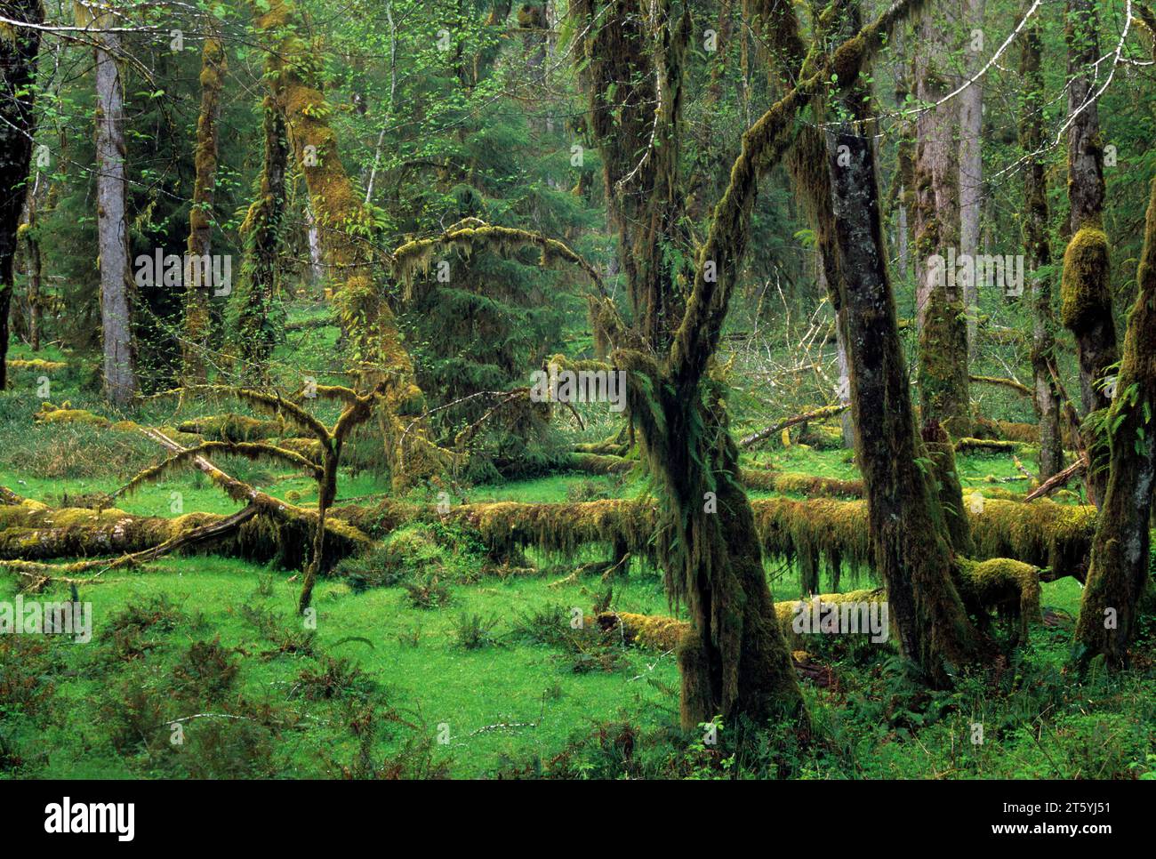 Alder flat along Queets Road, Olympic National Park, Washington Stock ...