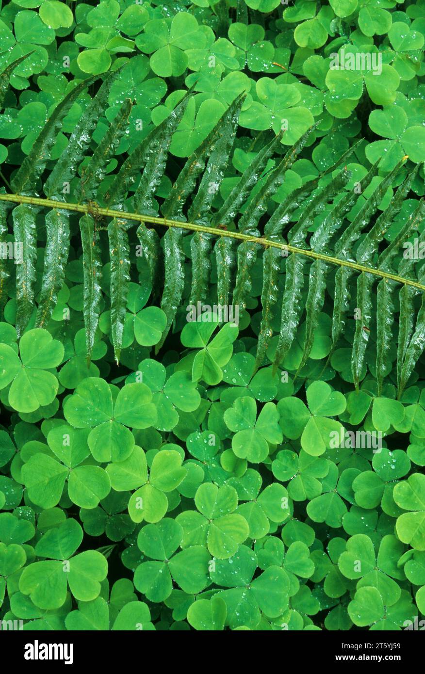 Oregon Oxalis (Oxalis oregana) & sword fern (Polystichum munitum) on ...