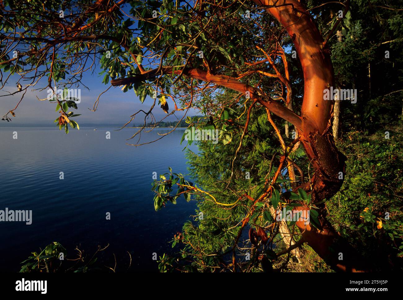 Hood Canal with madrone at Seal Rock Campground, Olympic National ...