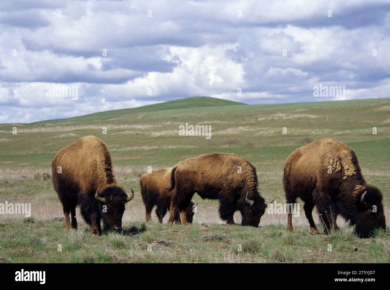 Bison near Hole in the Ground, Whitman County, Washington Stock Photo ...