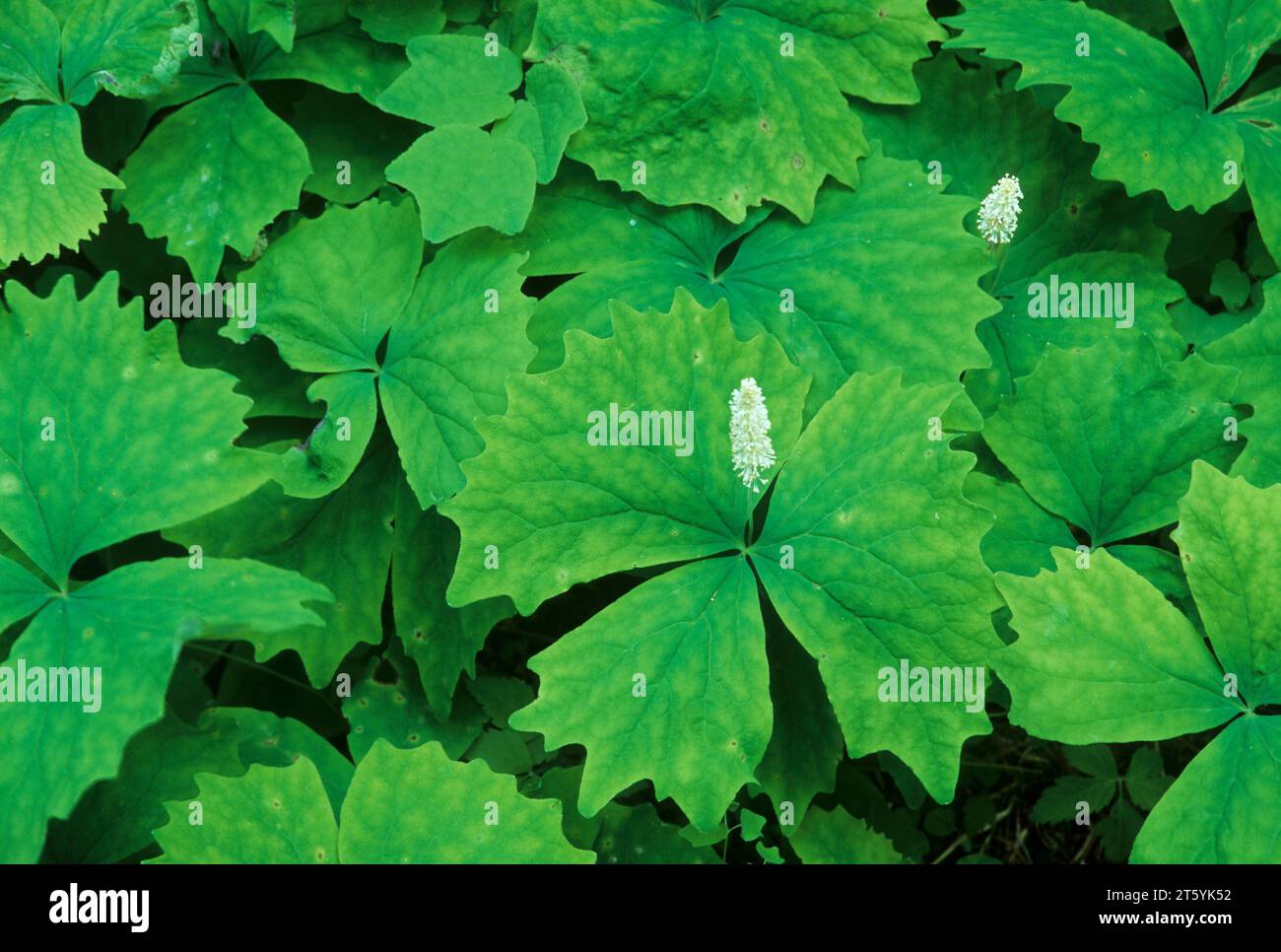 Vanilla leaf along Whistler Punk Trail, Gifford Pinchot National Forest ...
