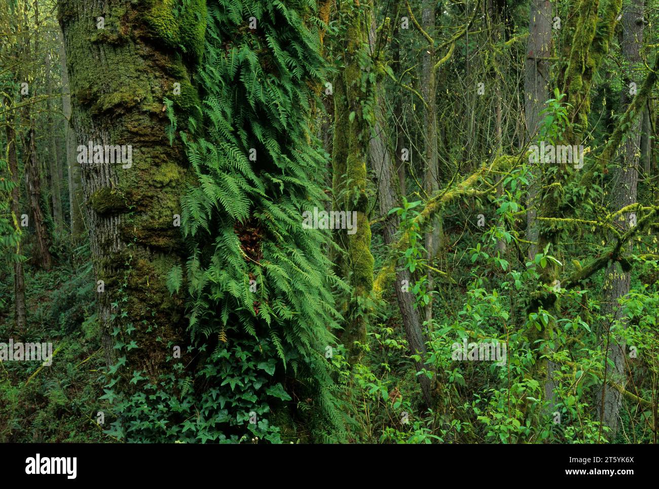 Priest point park hi-res stock photography and images - Alamy