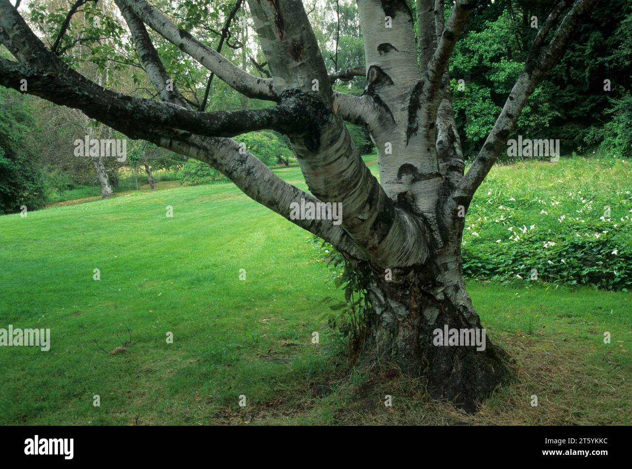 Birch, Washington Park Arboretum, Seattle, Washington Stock Photo - Alamy