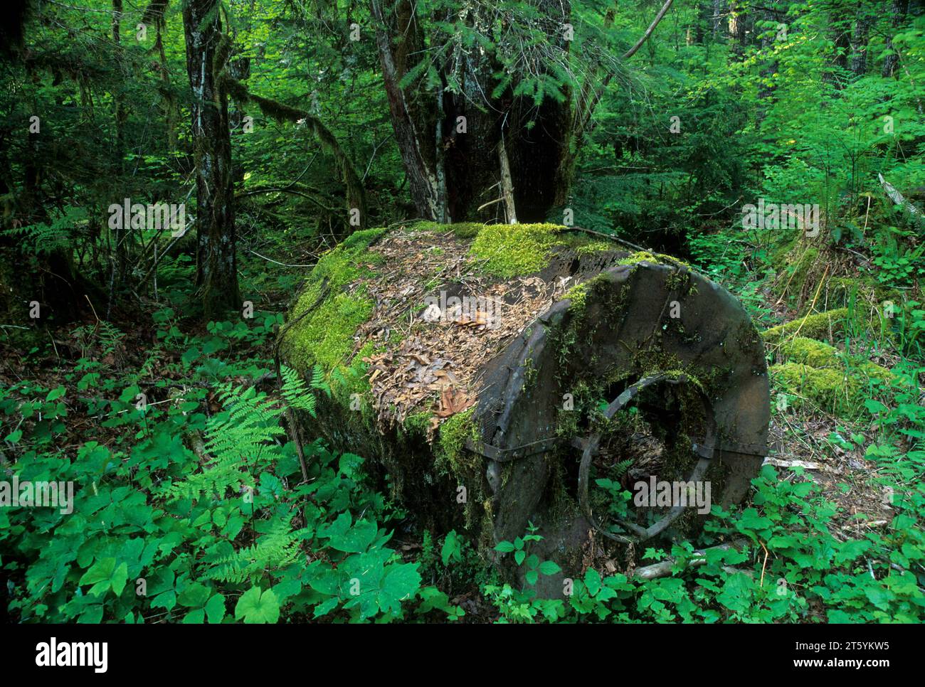 Logging spark arrester on Whistler Punk Trail, Gifford Pinchot National ...